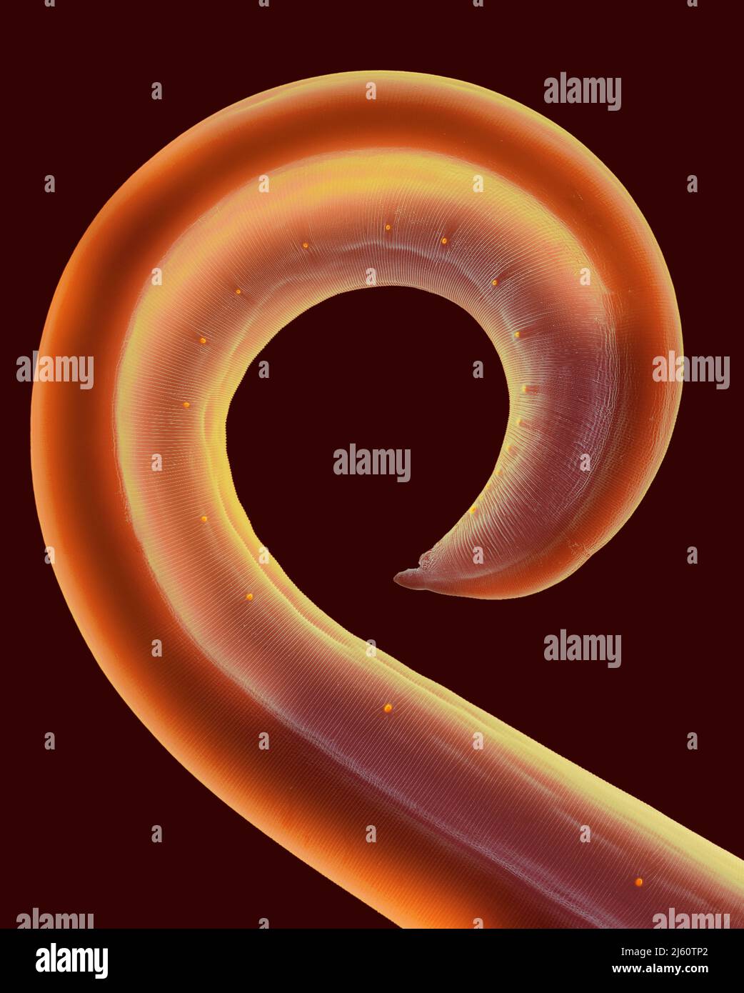 Dog roundworm, SEM Stock Photo - Alamy