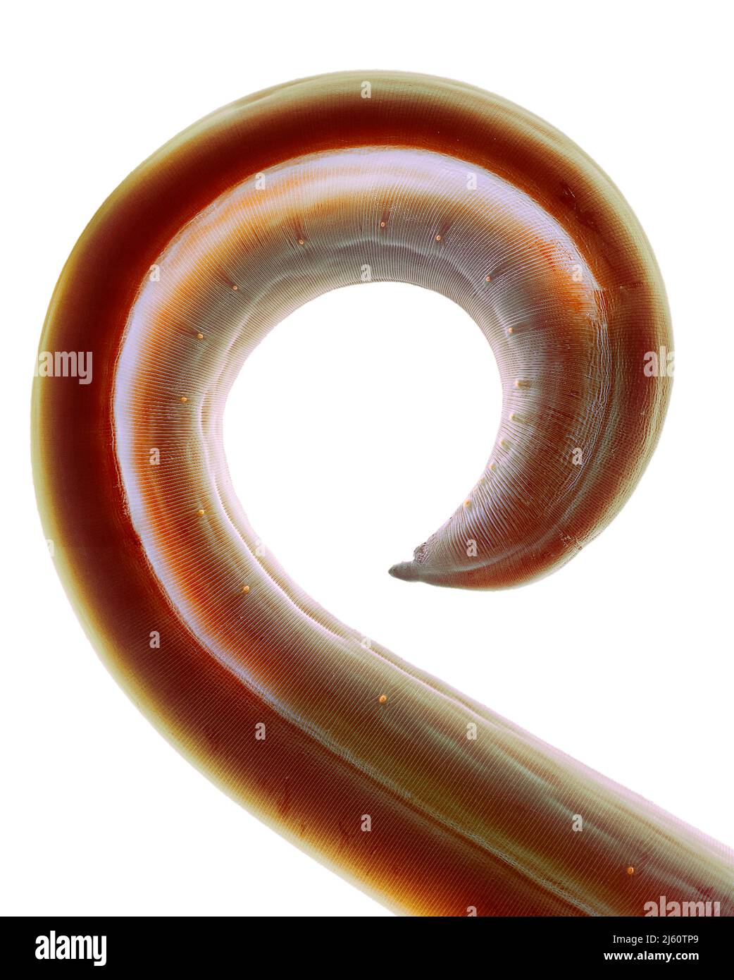 Dog roundworm, SEM Stock Photo - Alamy