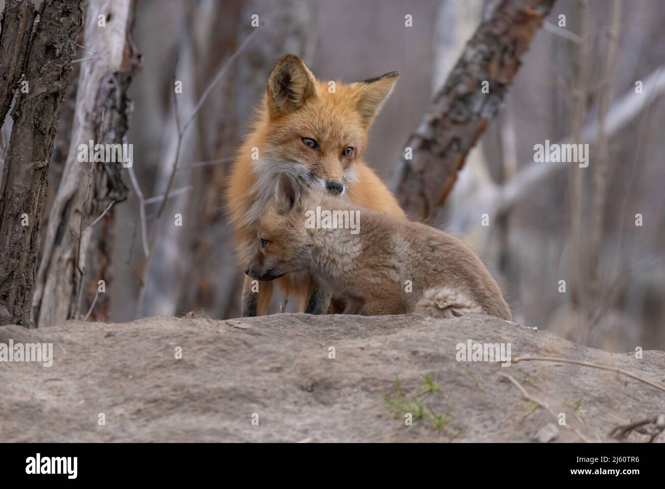 Fox Family Id