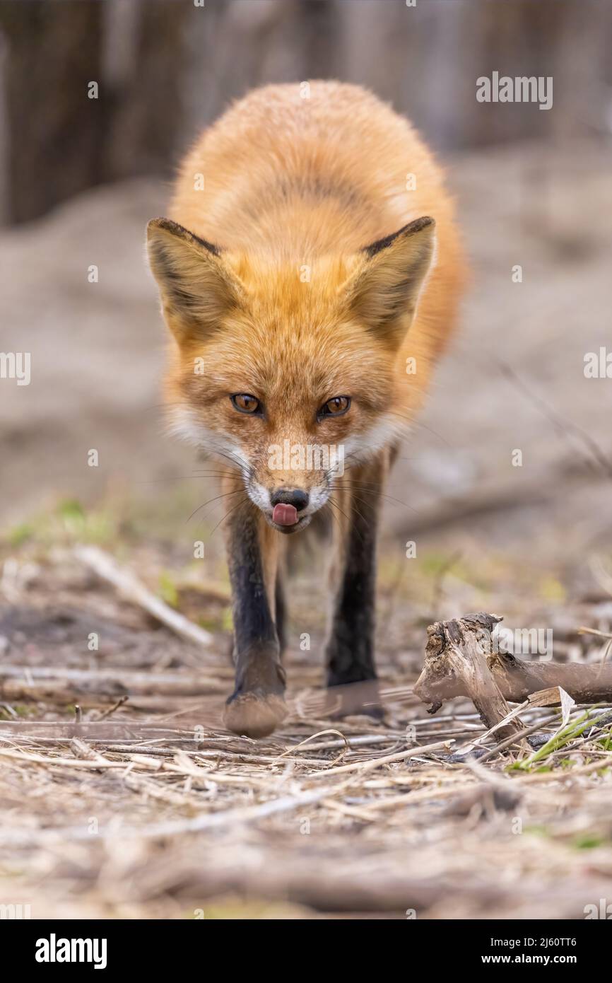 Red fox portrait Stock Photo - Alamy