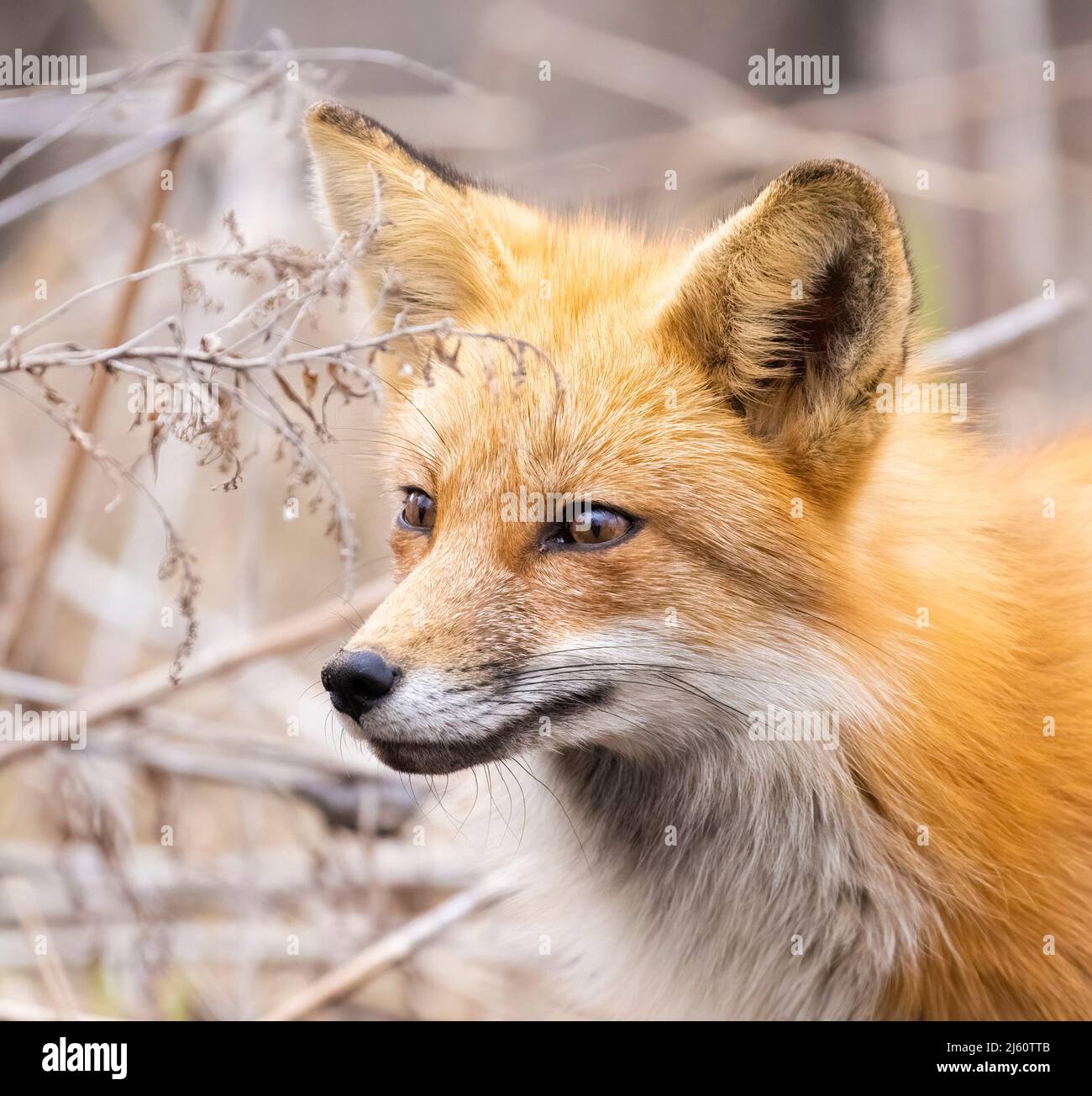 Red fox portrait Stock Photo - Alamy