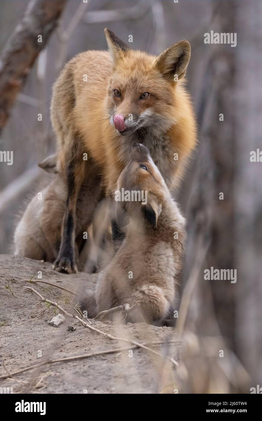 Red fox family in spring Stock Photo - Alamy