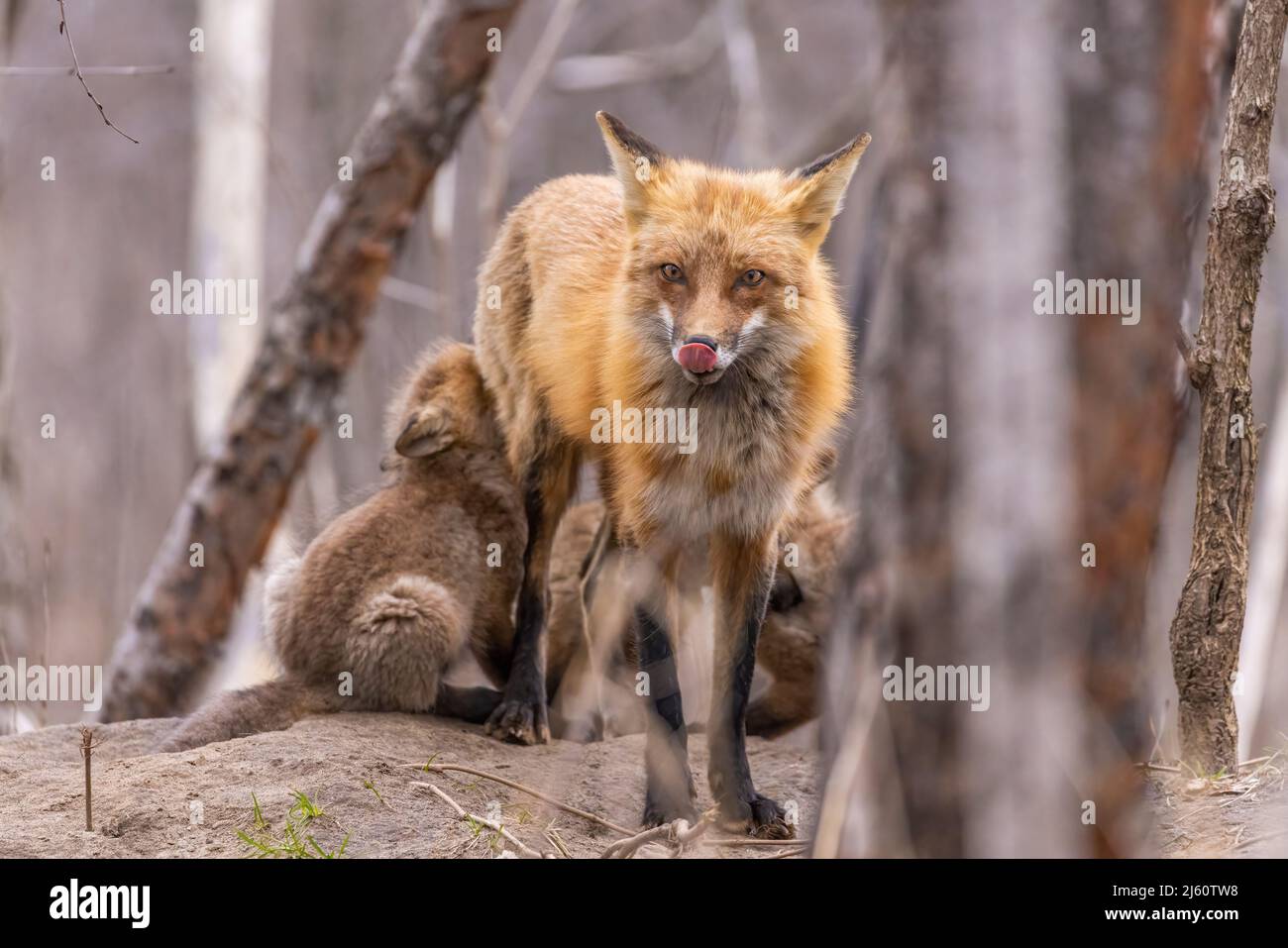 Red fox family in spring Stock Photo - Alamy