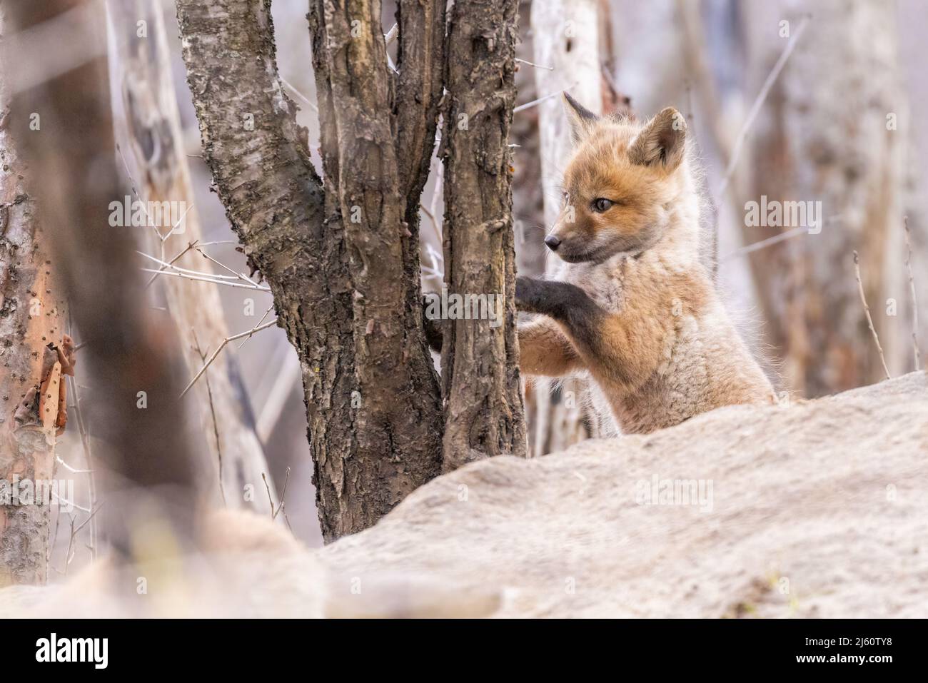 Red fox family in spring Stock Photo - Alamy