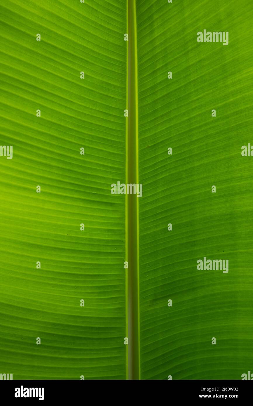 Tropical leaf texture background. Green close up leaf structure. Close ...