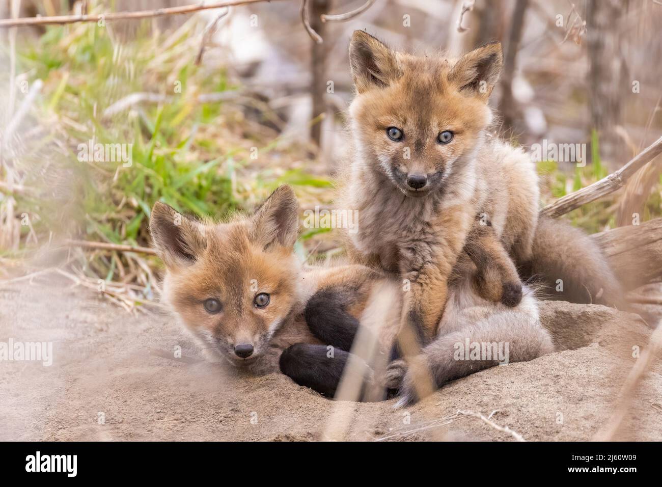 Red fox family in spring Stock Photo - Alamy