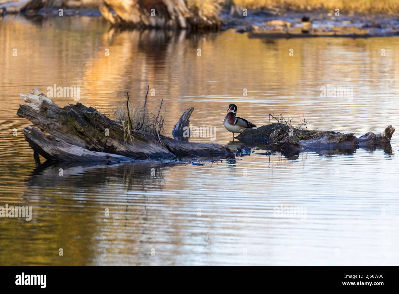 Wood duck landing hi-res stock photography and images - Alamy