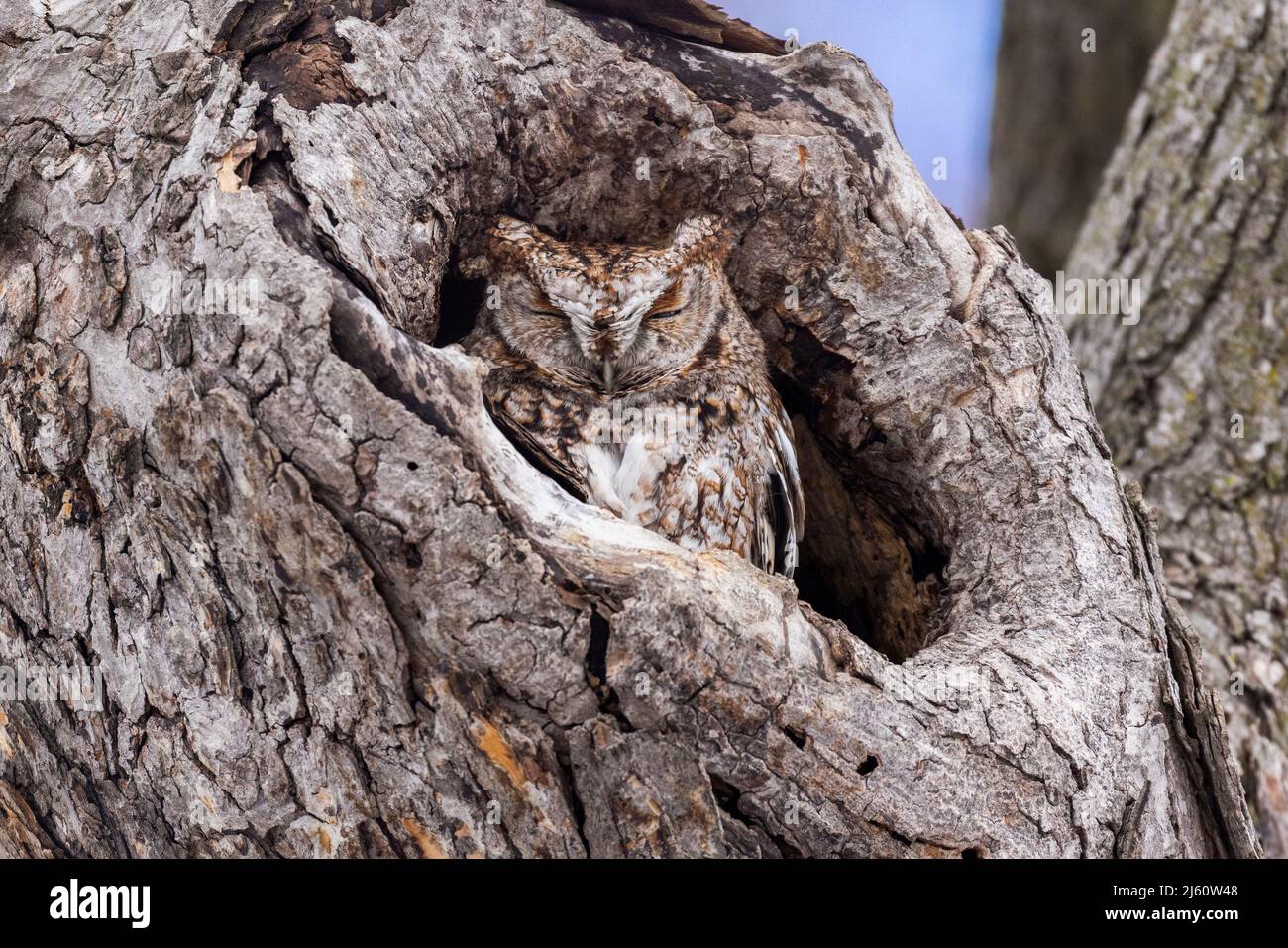 eastern screech owl (Megascops asio Stock Photo - Alamy