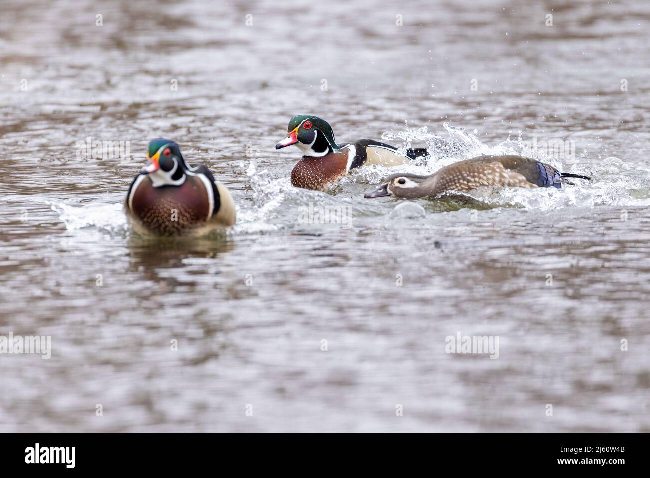 Wood duck landing hi-res stock photography and images - Alamy