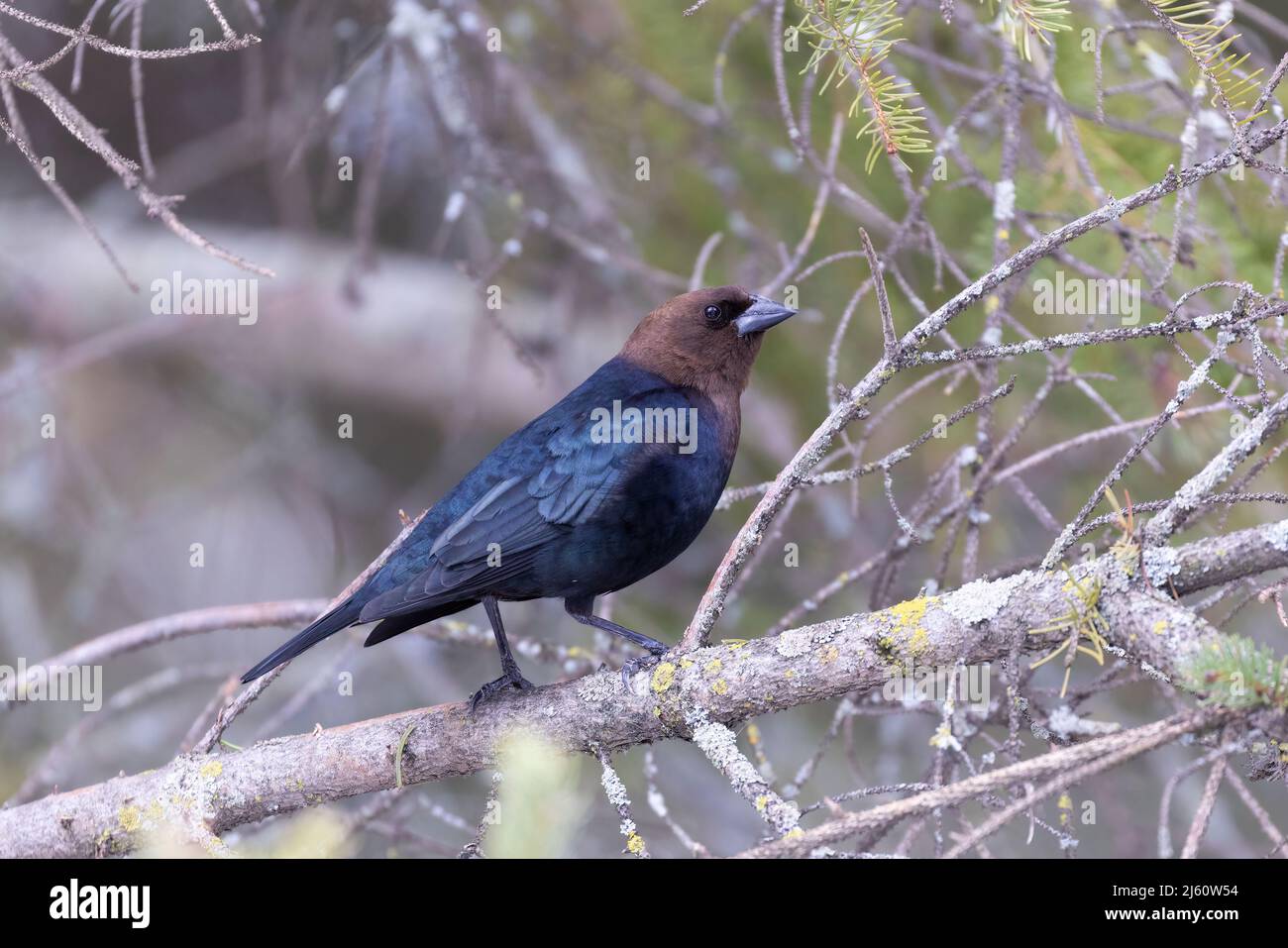 Male brown-headed cowbird (Molothrus ater Stock Photo - Alamy