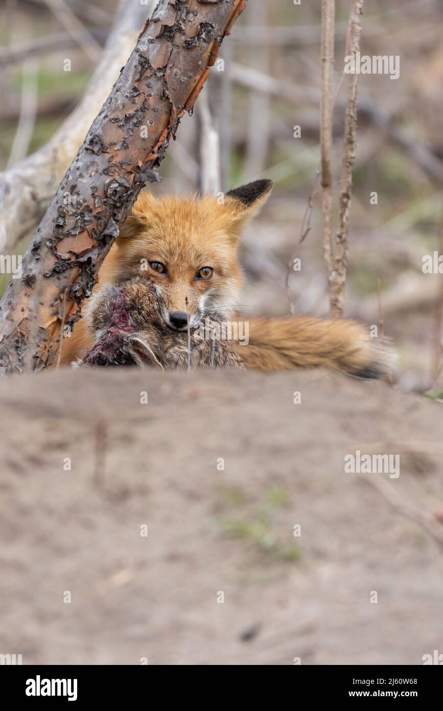 Red fox with prey eastern cottontail rabbit Stock Photo - Alamy