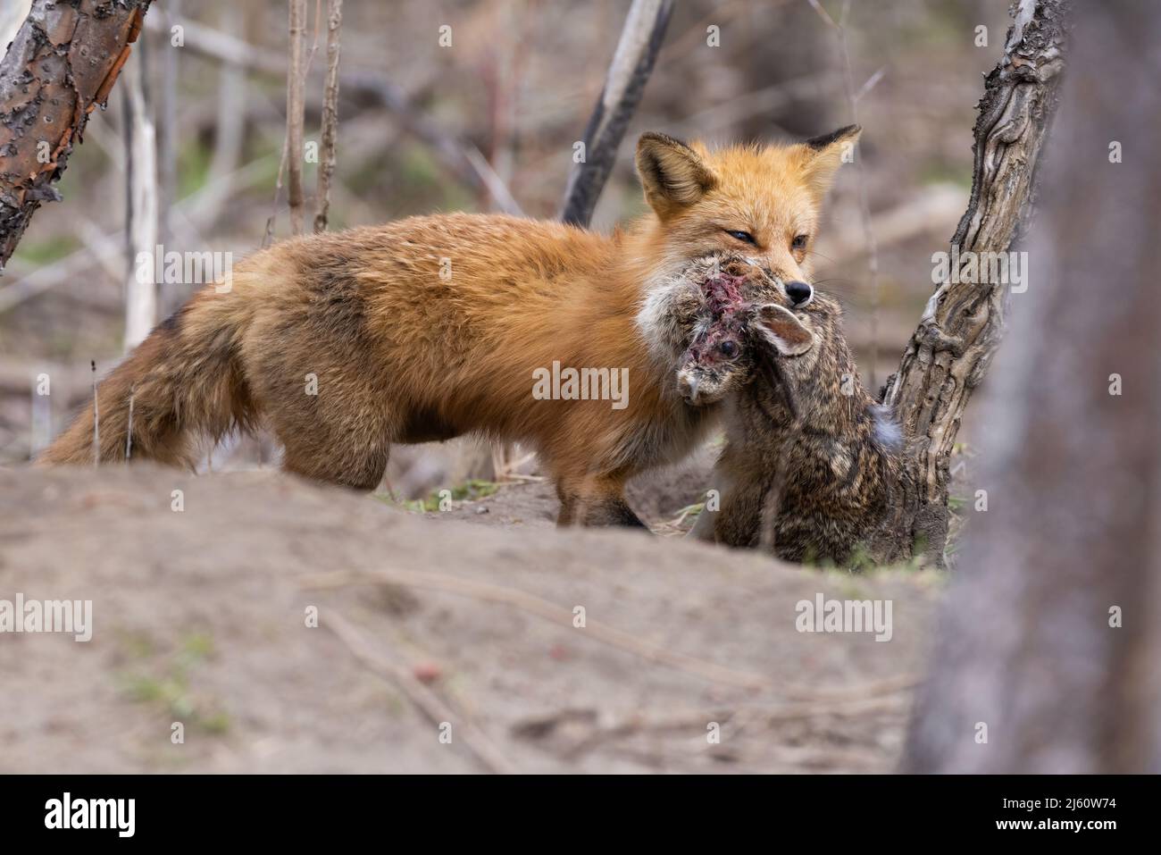 Red fox with prey eastern cottontail rabbit Stock Photo - Alamy
