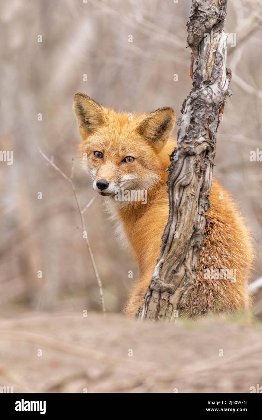 Red fox portrait Stock Photo - Alamy