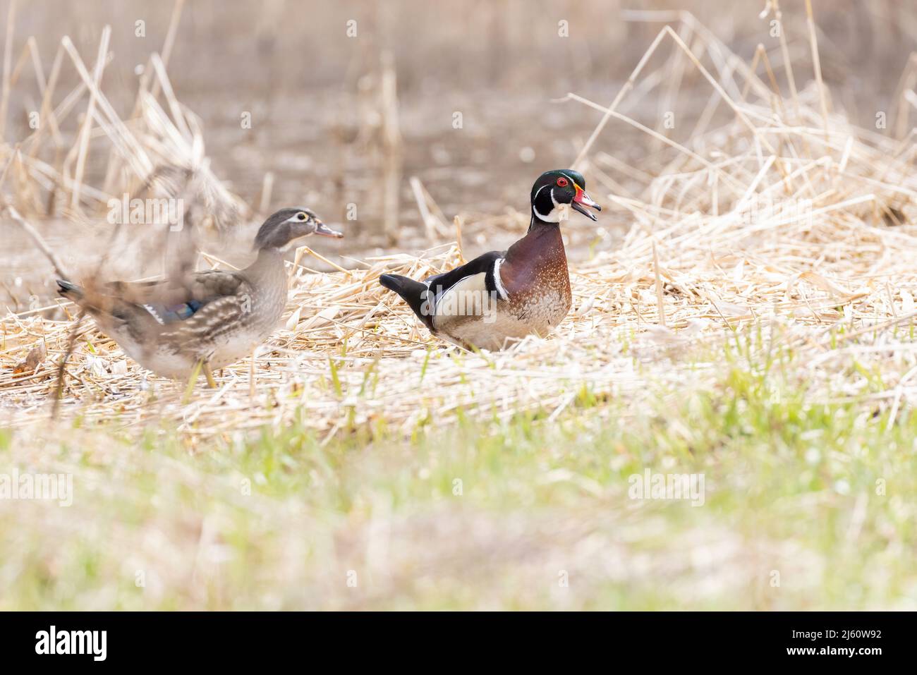 Wood duck landing hi-res stock photography and images - Alamy