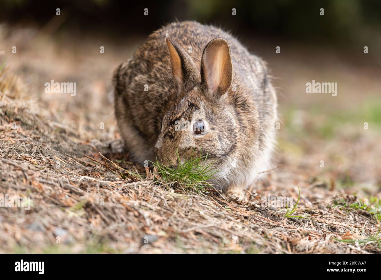 Cottontail standing hi-res stock photography and images - Alamy