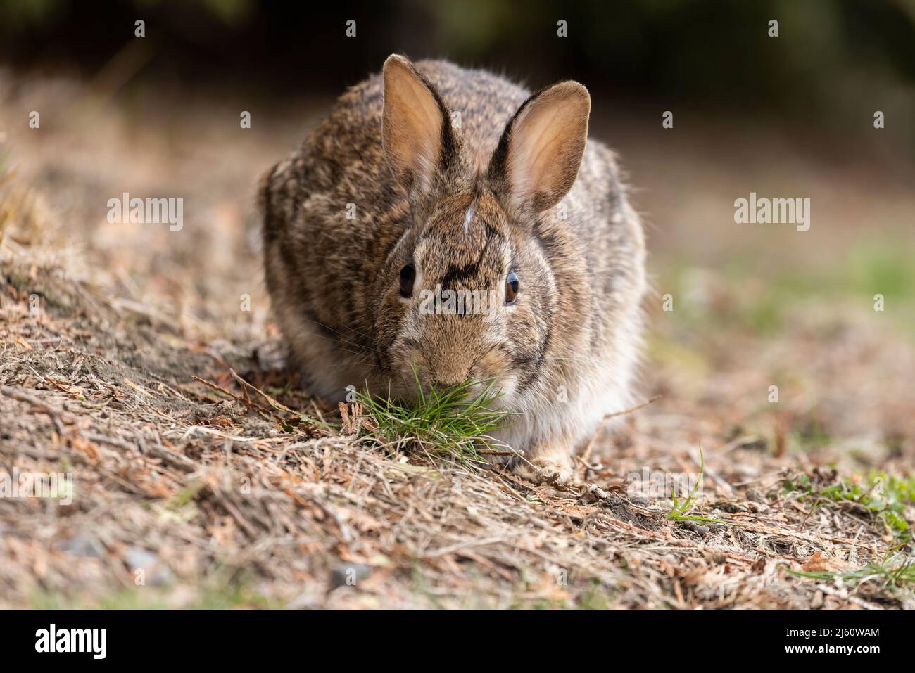 Cottontail standing hi-res stock photography and images - Alamy