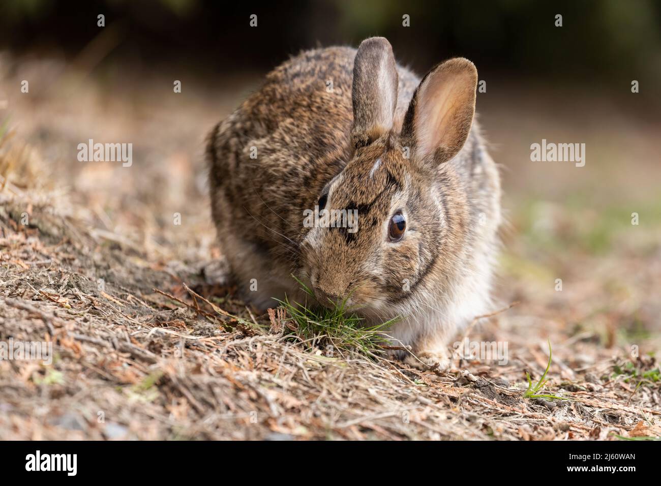 eastern cottontail bunny in early spring Stock Photo - Alamy