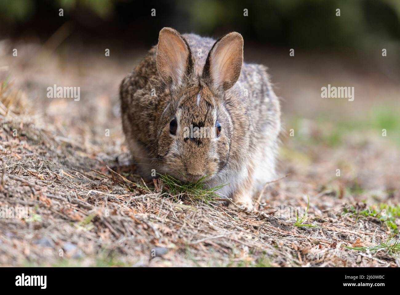 eastern cottontail bunny in early spring Stock Photo - Alamy