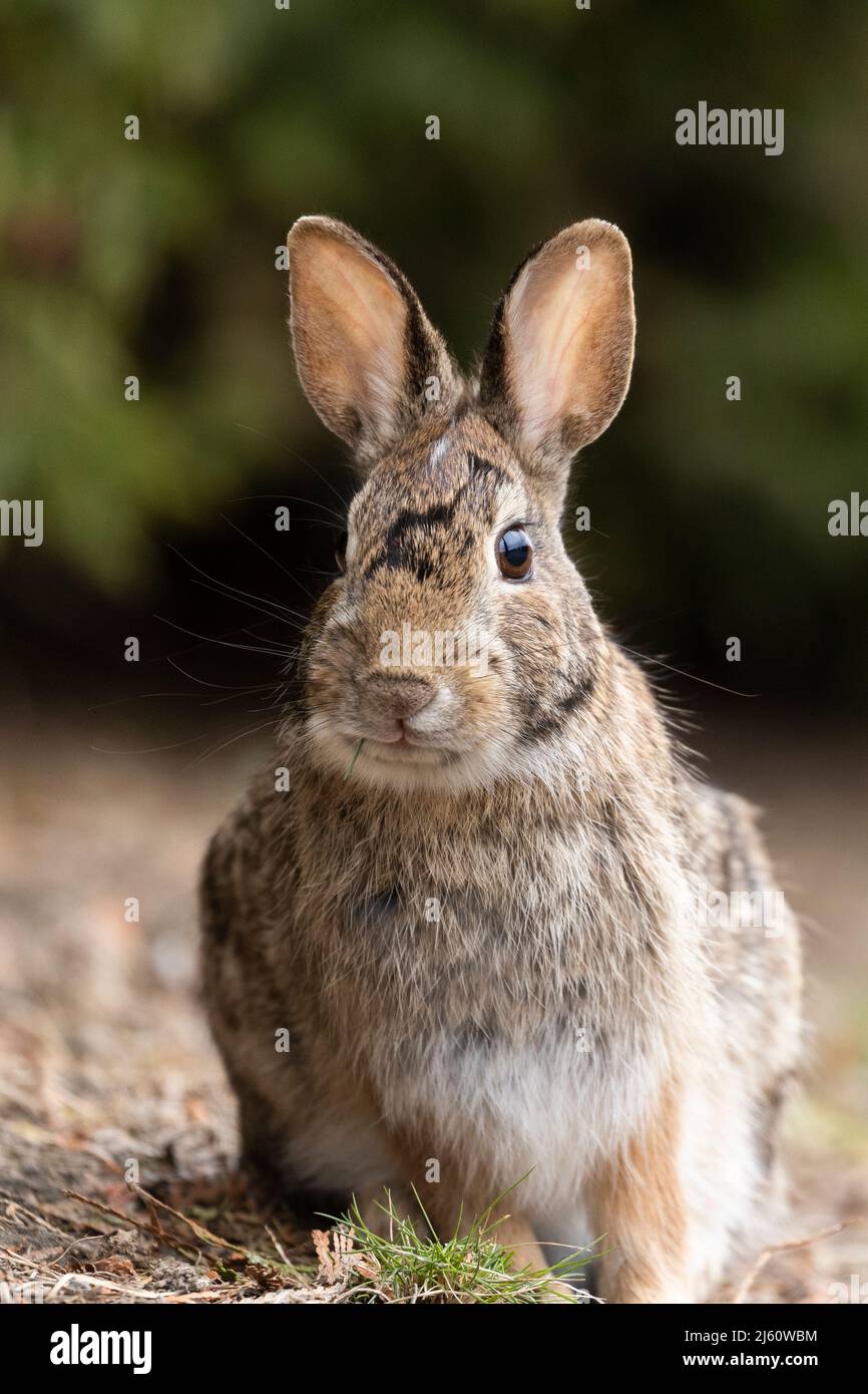 eastern cottontail bunny in early spring Stock Photo - Alamy