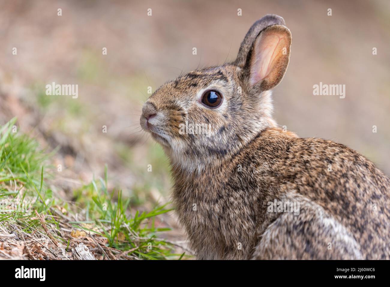 eastern cottontail bunny in early spring Stock Photo - Alamy
