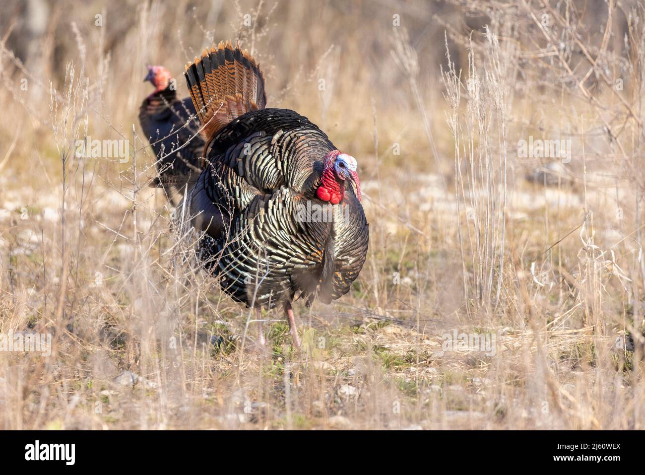 Male wild turkey in spring Stock Photo - Alamy