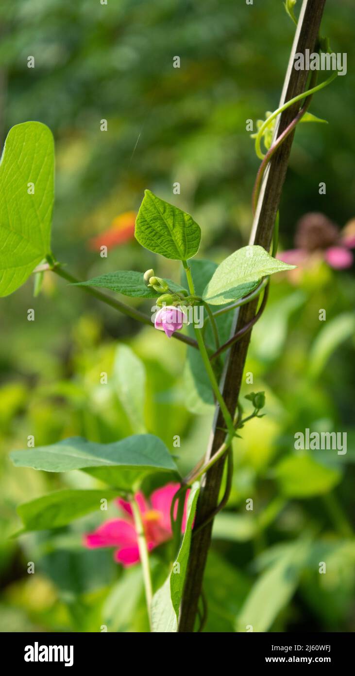 String bean flower vines on bamboo stalks with style portrait Stock ...