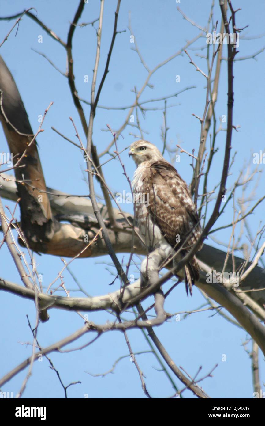 A hawk on a perch in Forest Park-St. Louis, Missouri, USA Stock Photo ...