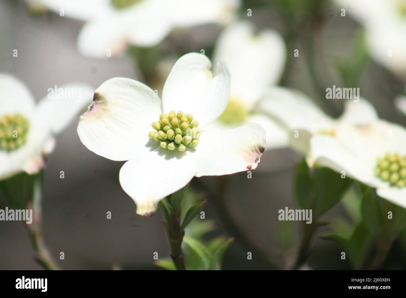 Dogwood Trees in early Spring Stock Photo - Alamy