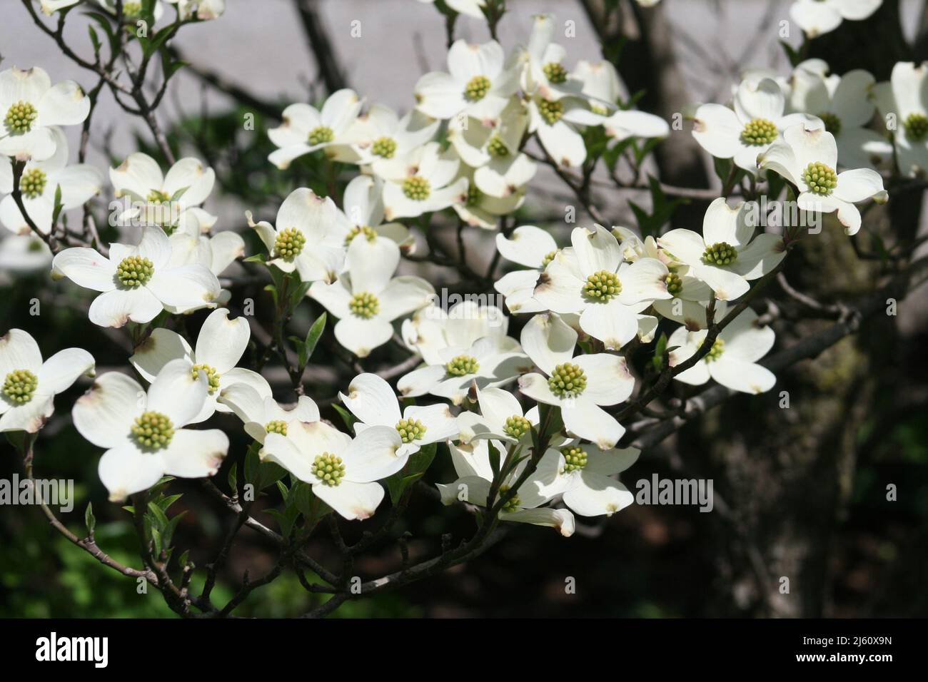 Dogwood Trees in early Spring Stock Photo - Alamy