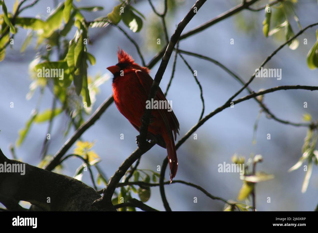 Cardinal on a perch in Forest Park-St. Louis, Missouri, USA Stock Photo ...