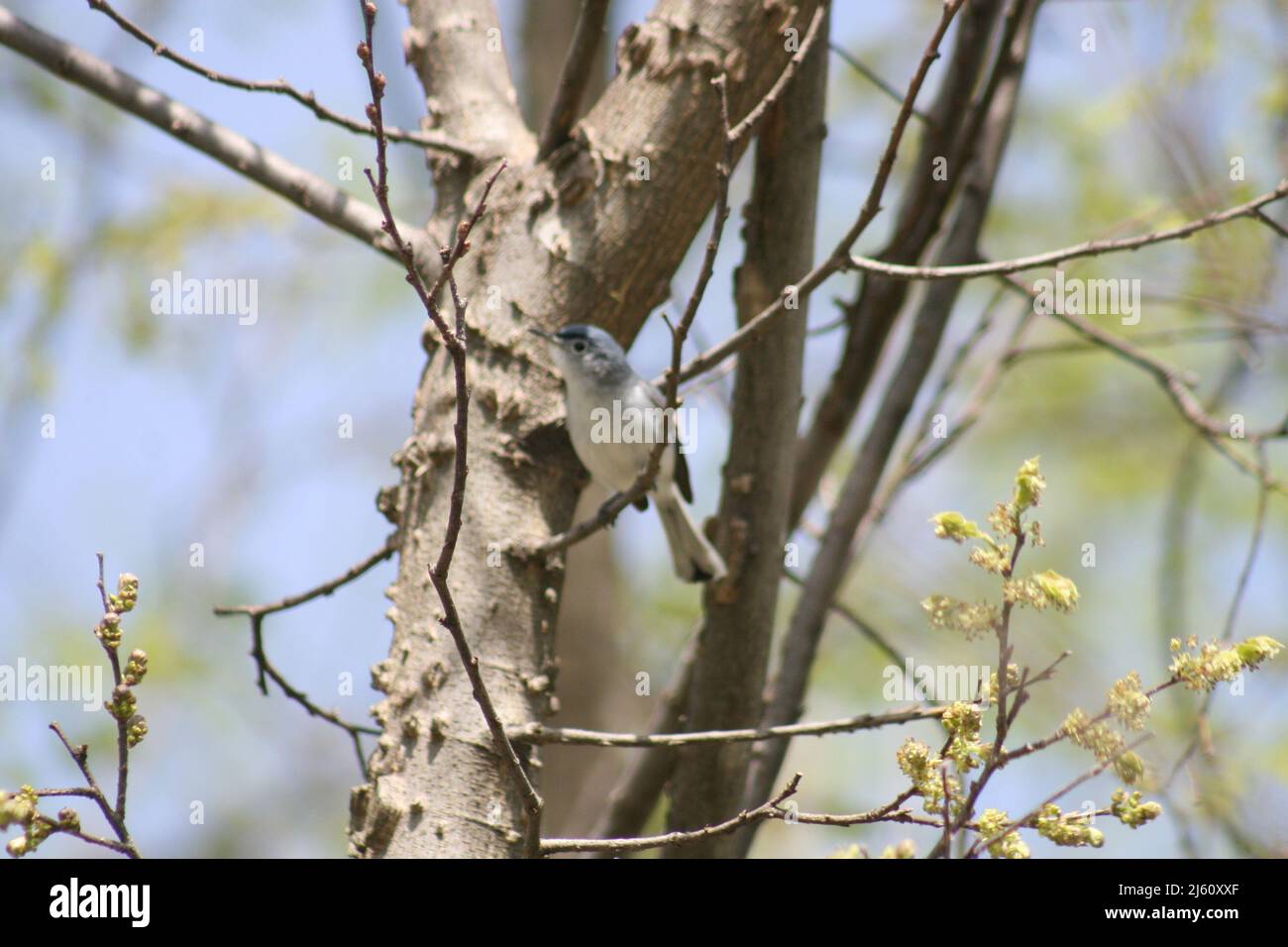 Small bird on a perch in Forest Park-St. Louis, Missouri, USA Stock ...