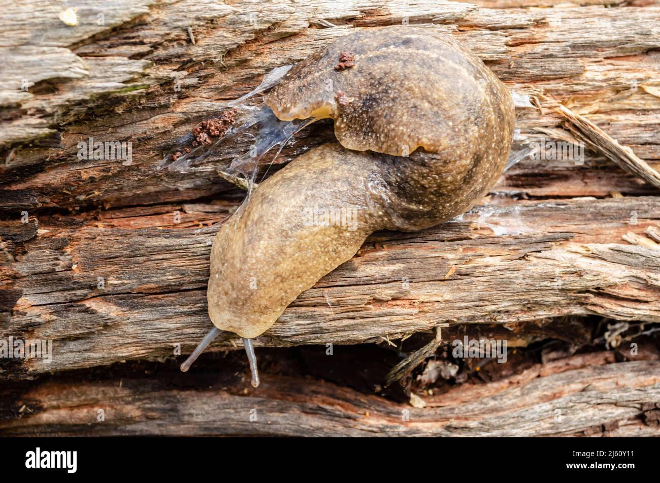 A slug on an old rotting wood loops and crawls out of its slime Stock ...