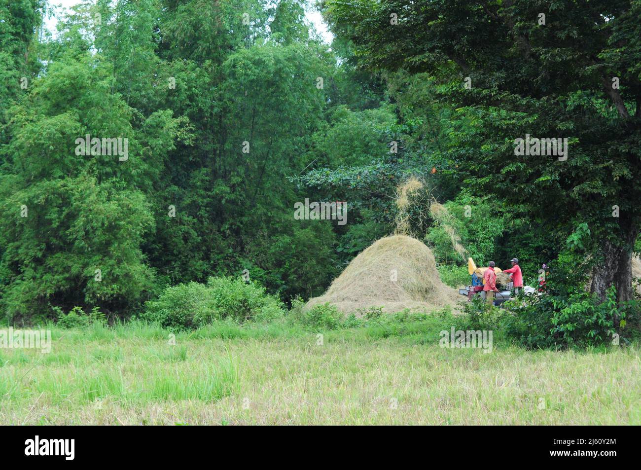 farming in the Philippines Stock Photo - Alamy