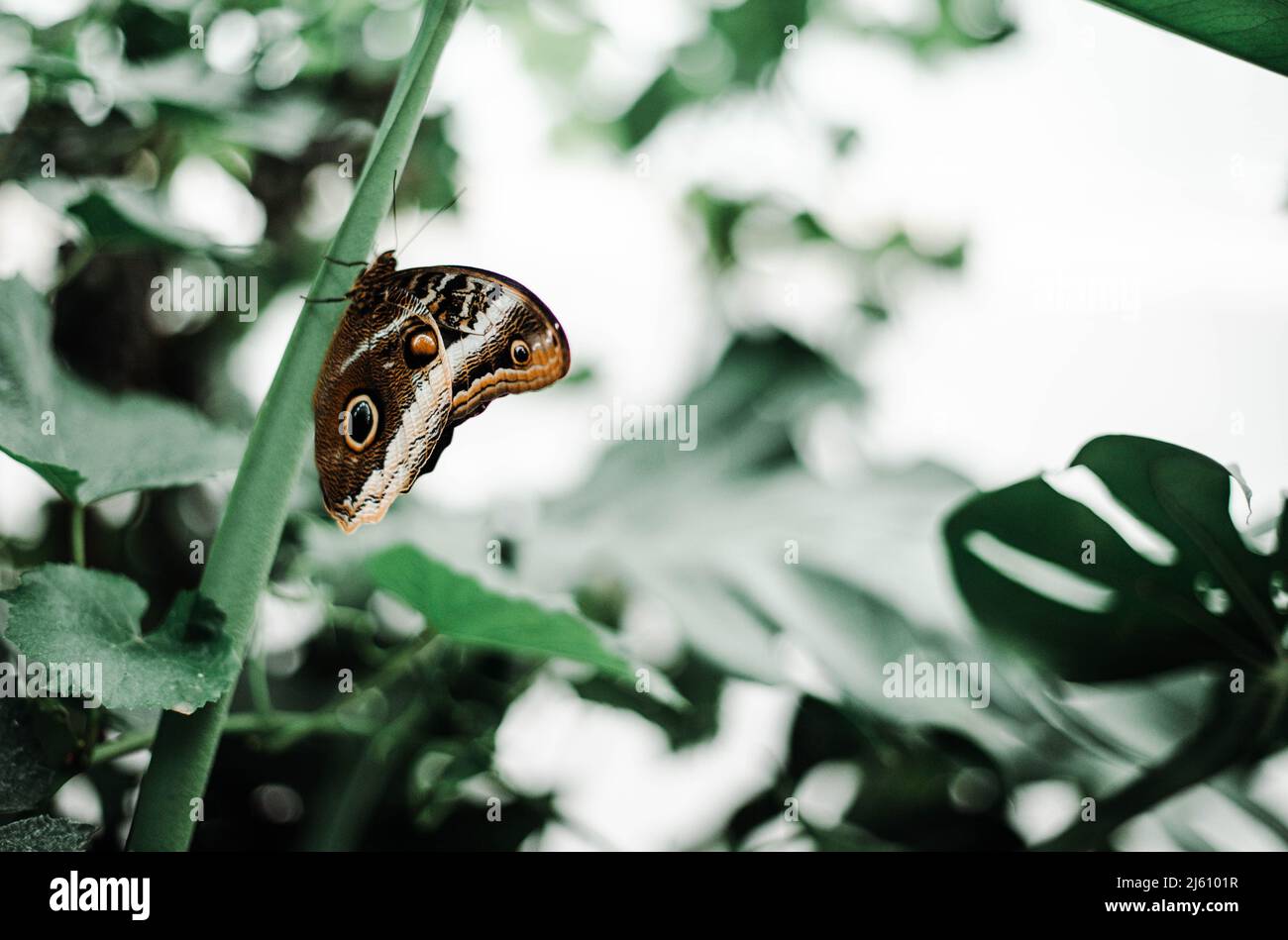 A tropical butterfly with spread wings Stock Photo - Alamy