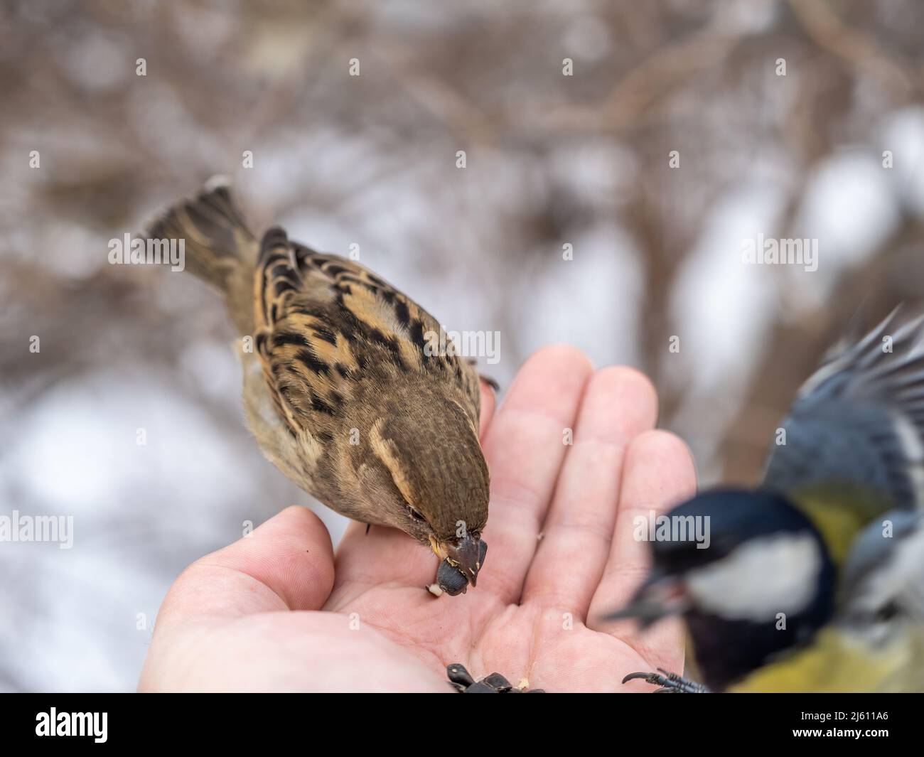 Sparrow eats seeds from a man's hand. A Sparrow bird sitting on the ...