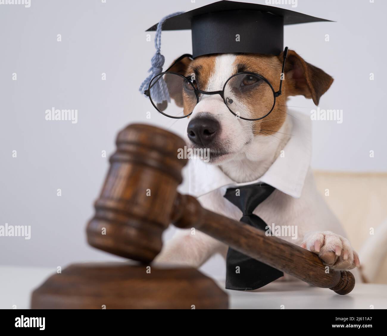 Dog jack russell terrier dressed as a judge and holding a gavel on a ...