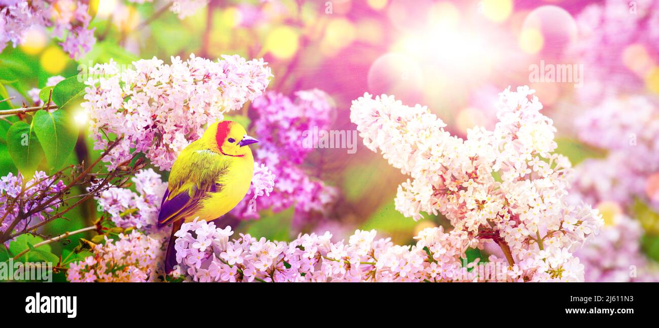 Concept of bird lovers and birdwatching. A beauty of the environment ...