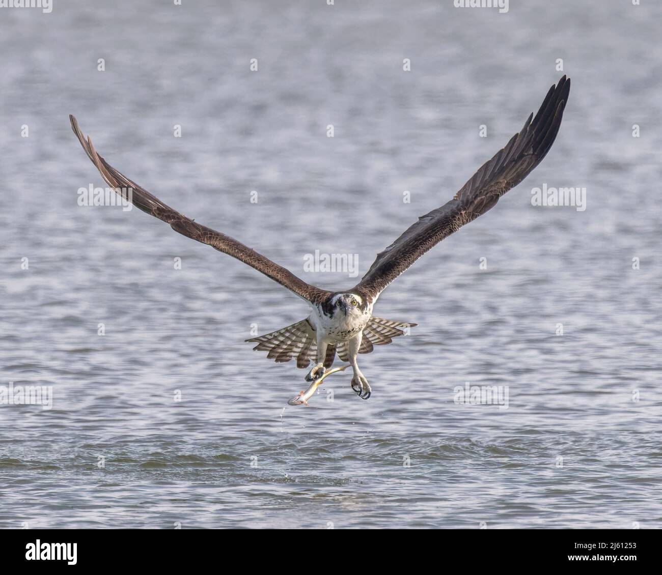 An Osprey with his morning catch Stock Photo - Alamy