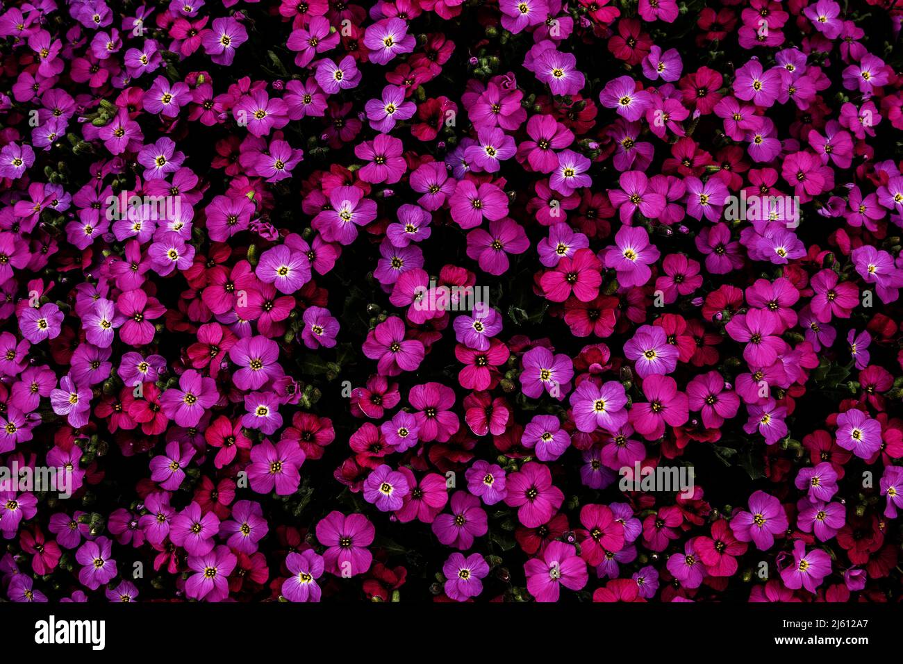 Small spring flowers blooming on garden ground covering Stock Photo - Alamy