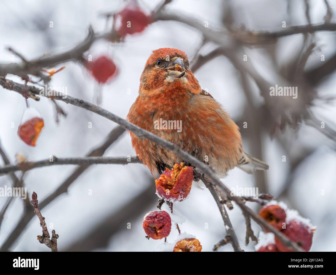 Red Crossbill male sitting on the tree branch and eats wild apple ...