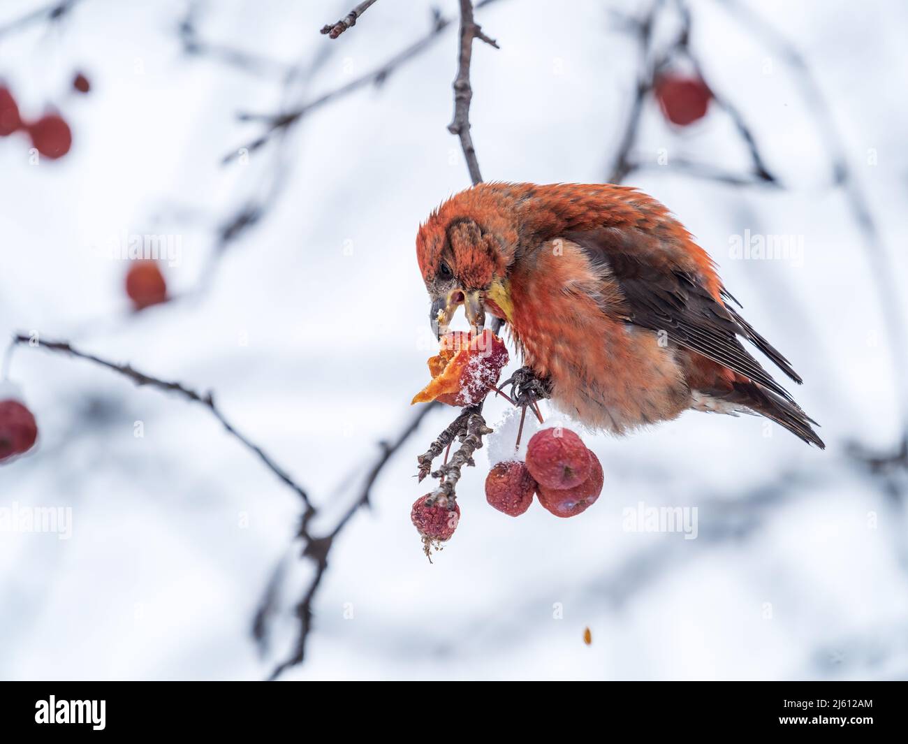 Red Crossbill male sitting on the tree branch and eats wild apple ...