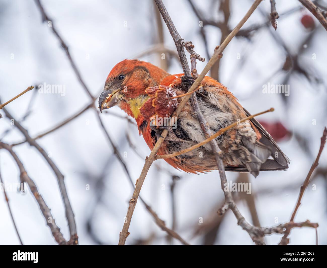 Red Crossbill male sitting on the tree branch and eats wild apple ...