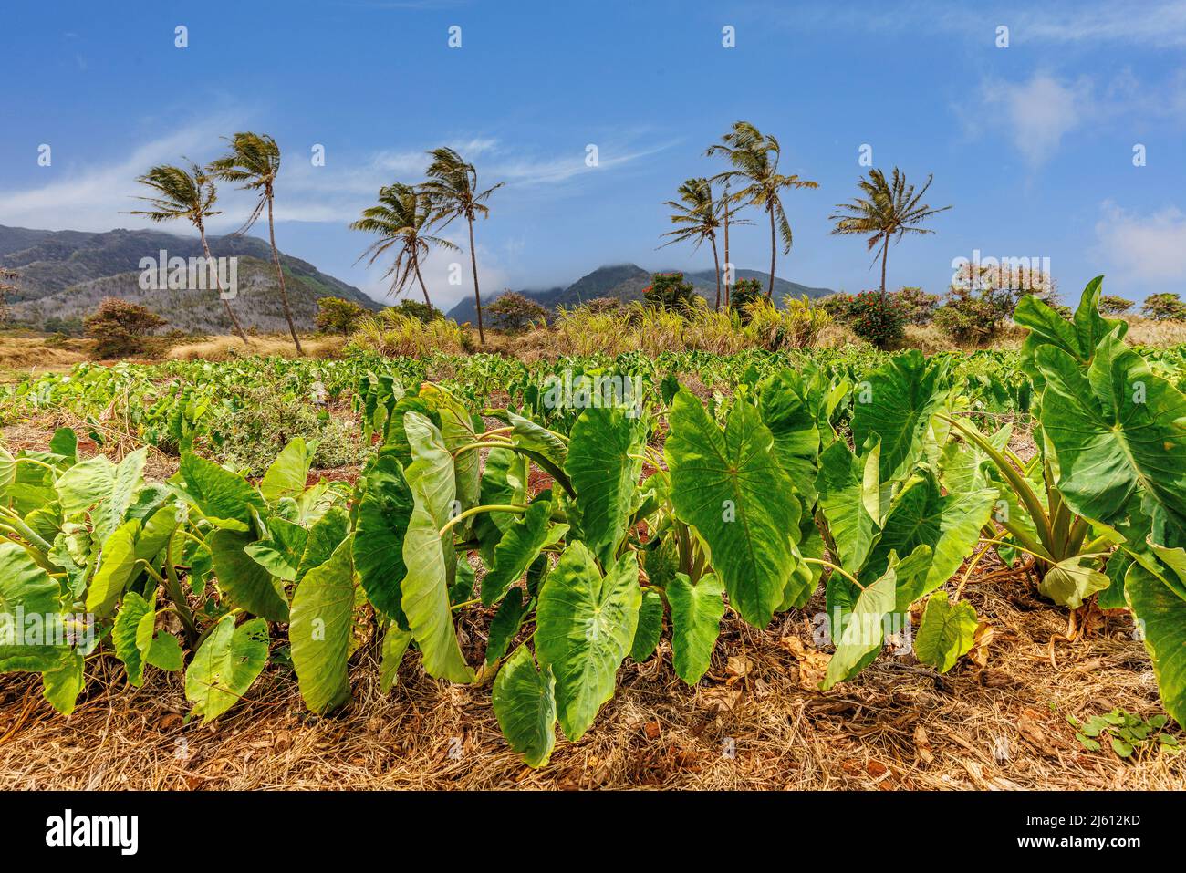 Dry land taro, Colocasia esculenta, known as Kalo in Hawaiian, is a ...