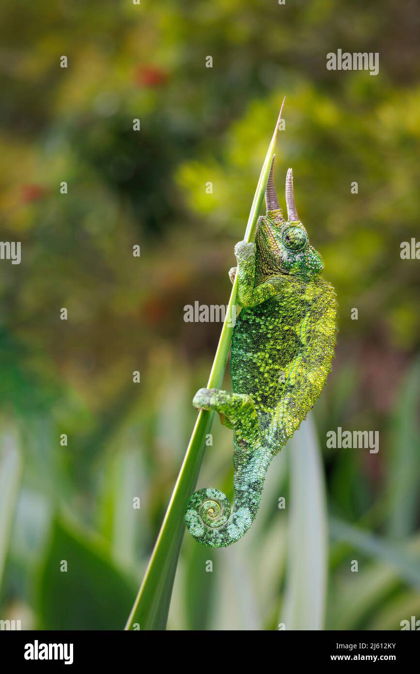 A male Jackson's Chameleon, Chamaeleo jacksoni, Maui, Hawaii. This ...