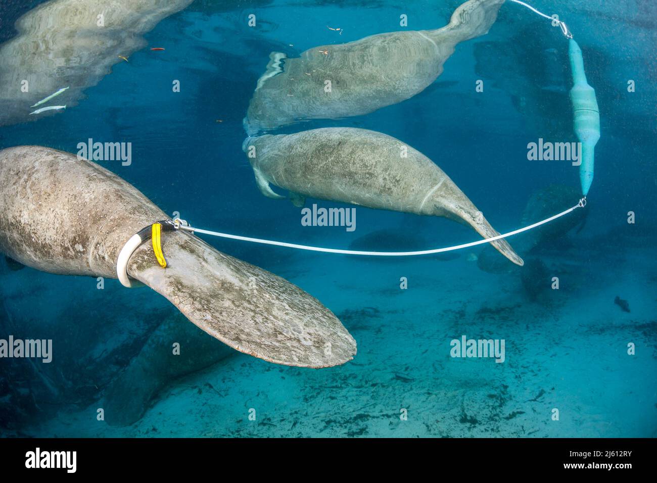 The green floating transmitter sends a signal to track this endangered ...