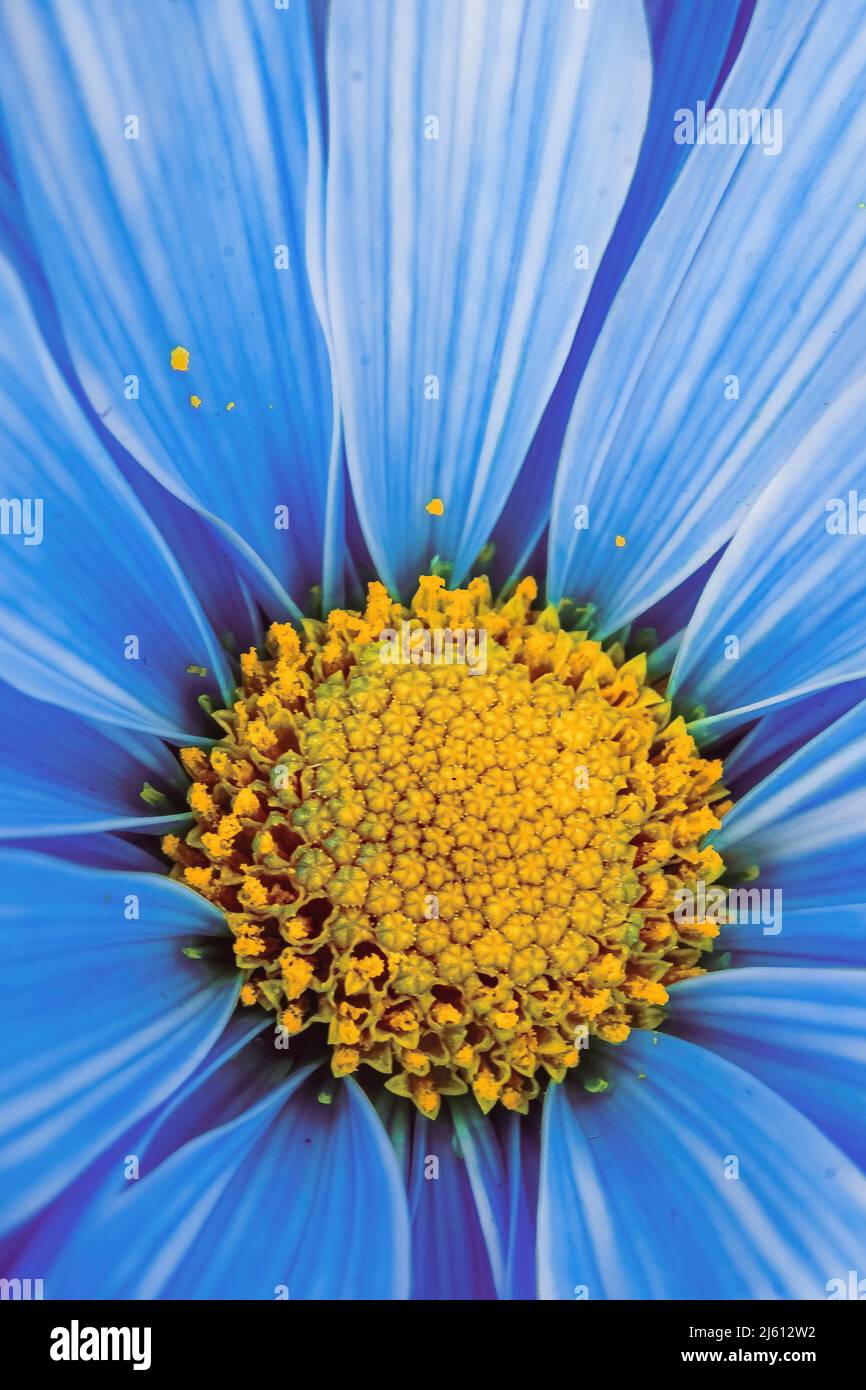 A bright blue daisy lights up the photo Stock Photo - Alamy