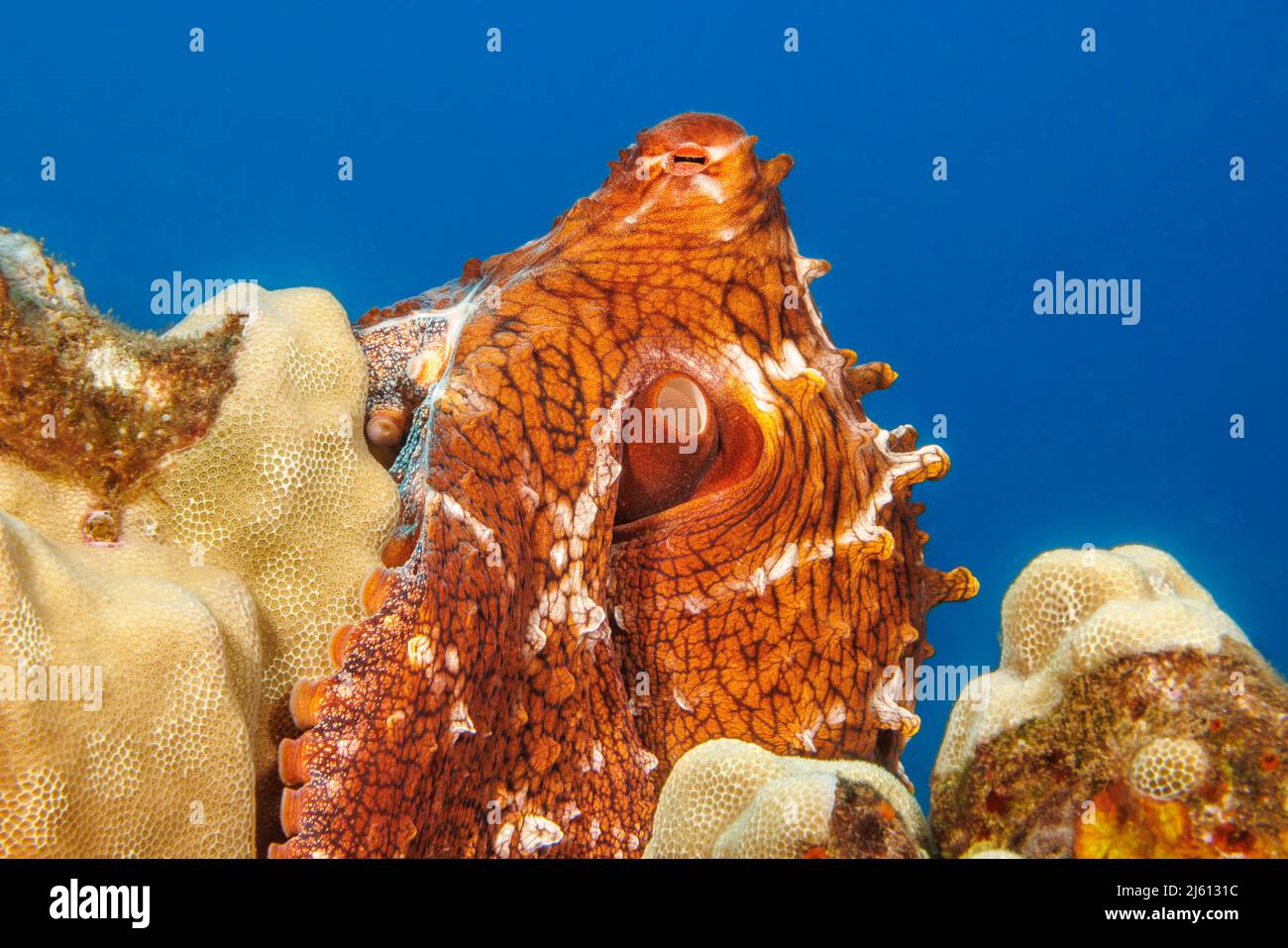 The day octopus, Octopus cyanea, is also known as the big blue octopus ...