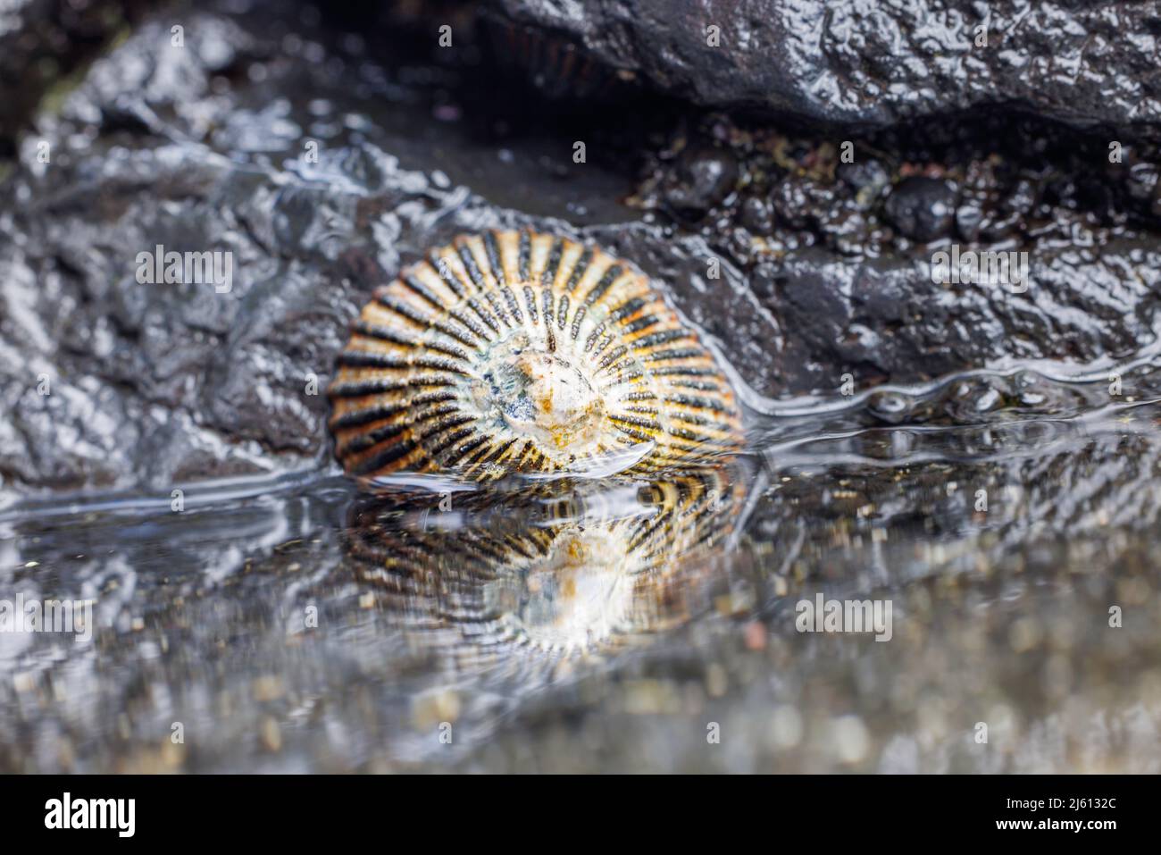 Limpet rocky shore hi-res stock photography and images - Alamy