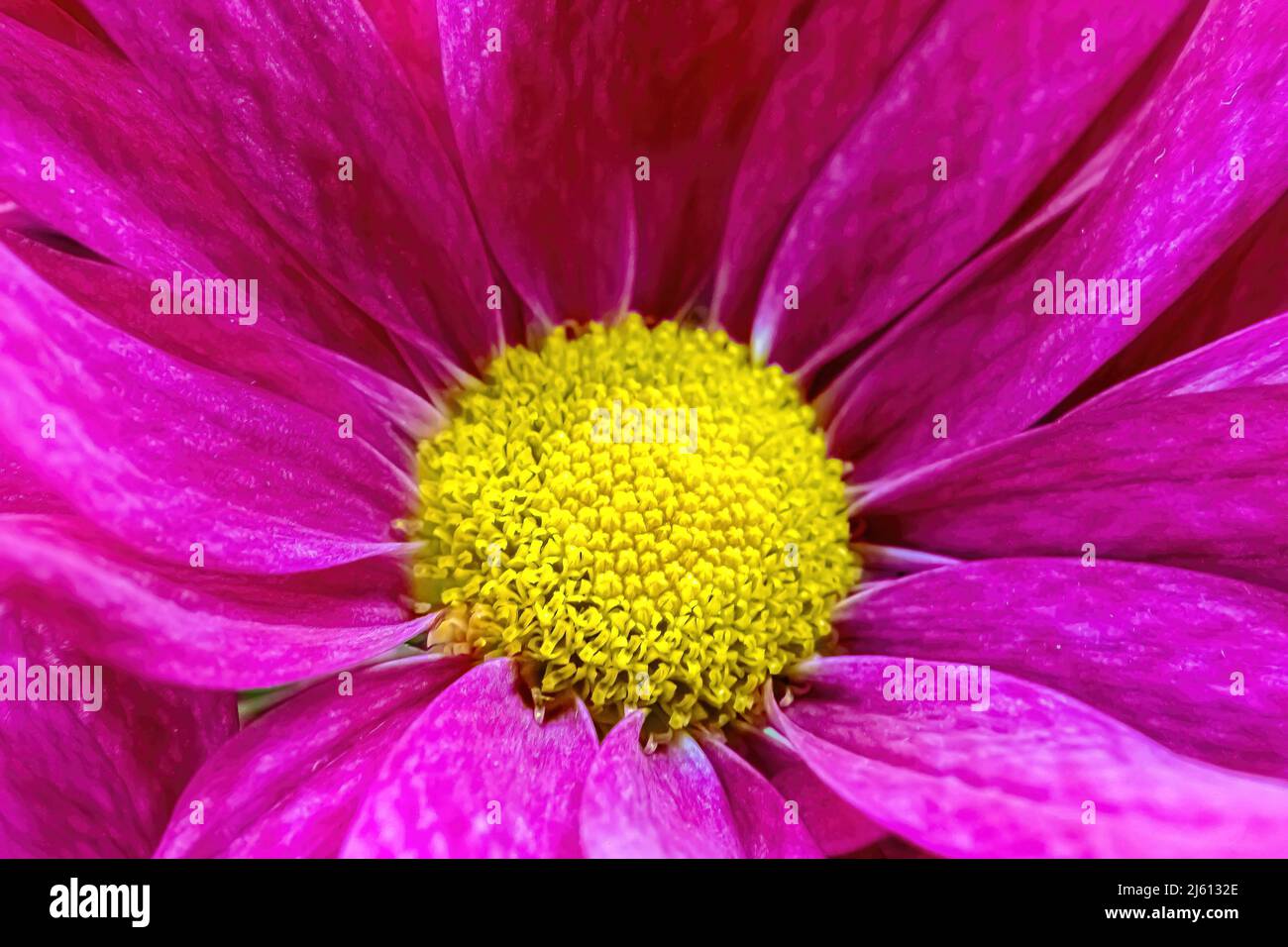 A vibrant colored daisy lights up the world Stock Photo - Alamy