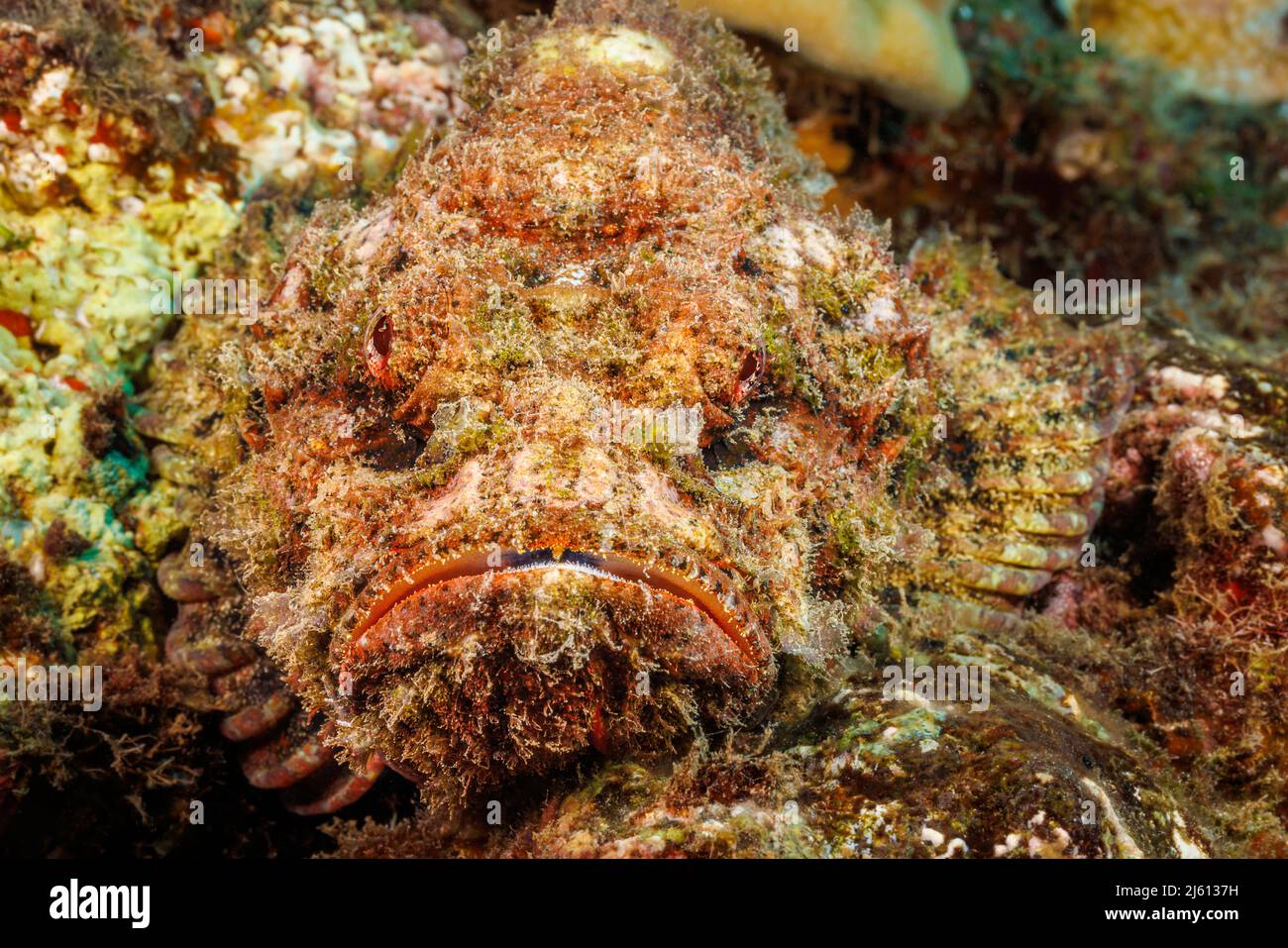 The devil scorpionfish, Scorpaenopsis diabolus, is an ambush predator ...